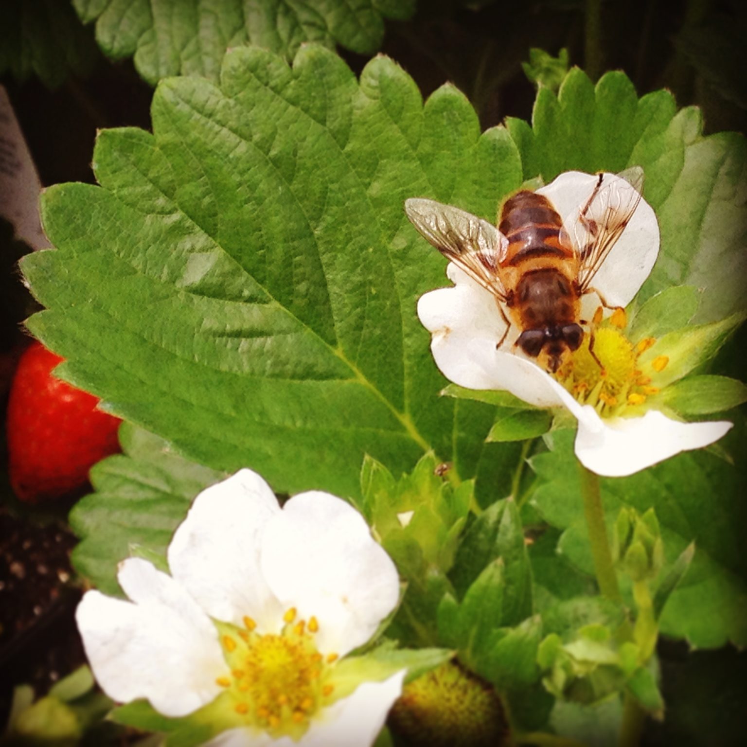 West Star Organics – Certified Organic Plants for Successful Gardening