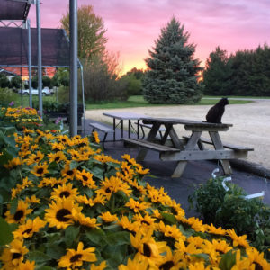 West Star Organics – Certified Organic Plants for Successful Gardening