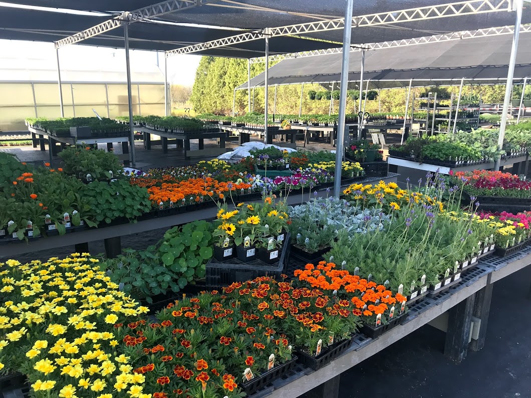 West Star Organics – Certified Organic Plants for Successful Gardening