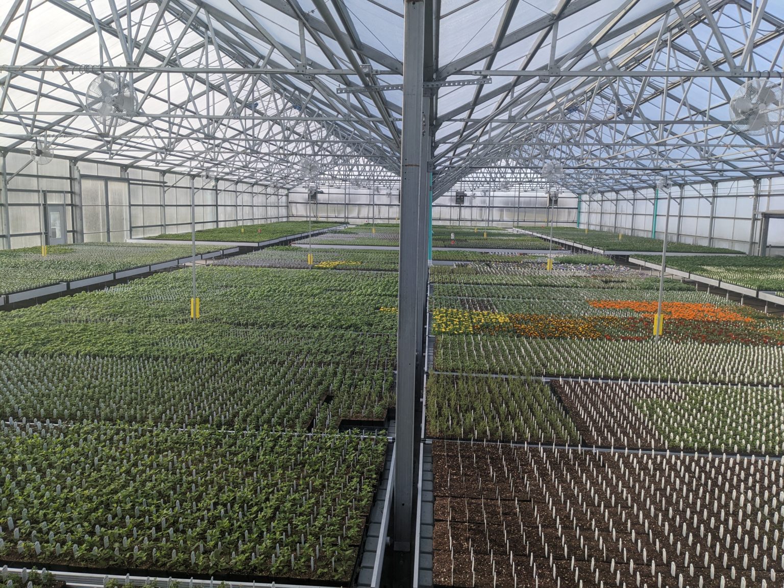 West Star Organics – Certified Organic Plants for Successful Gardening